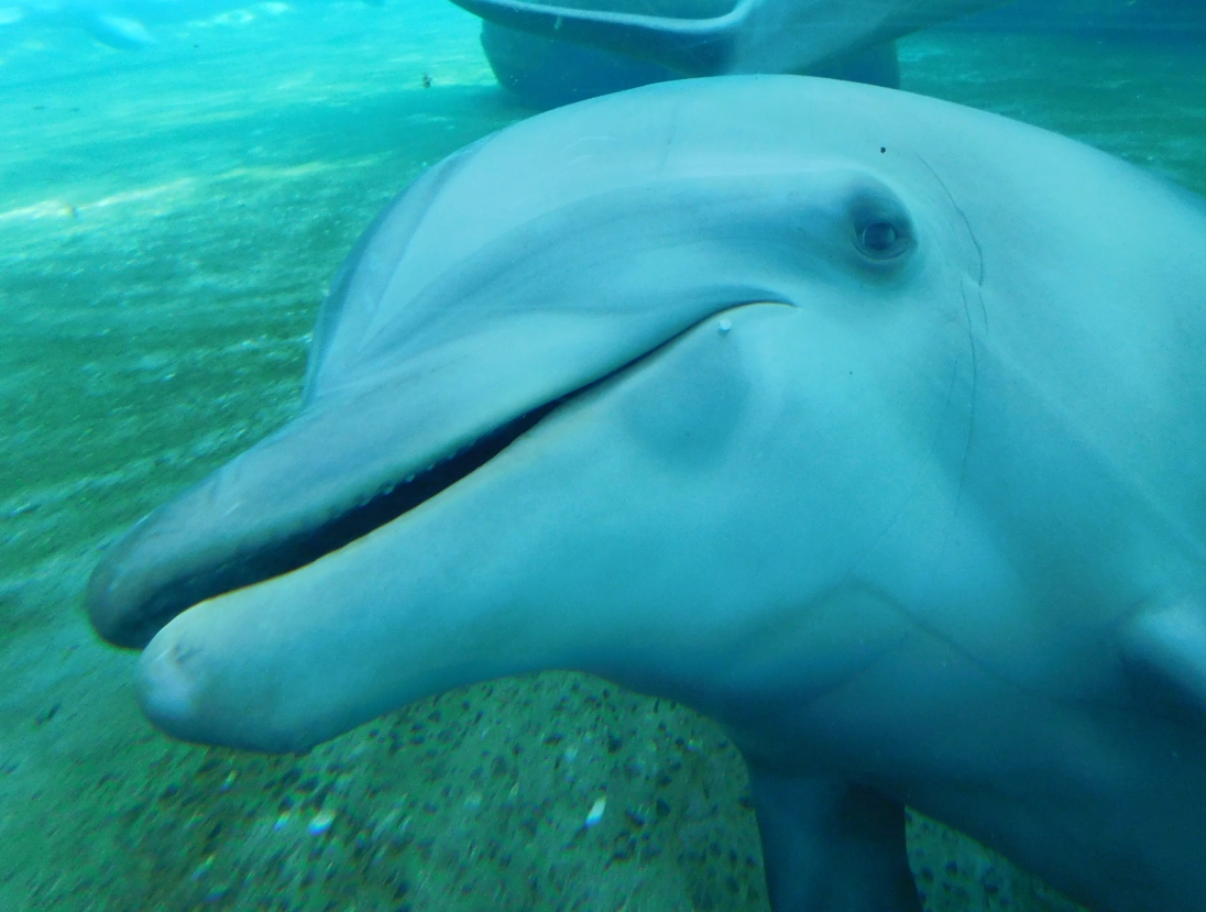 Amara Photos | SeaWorld Orlando Dolphins Wiki | Fandom