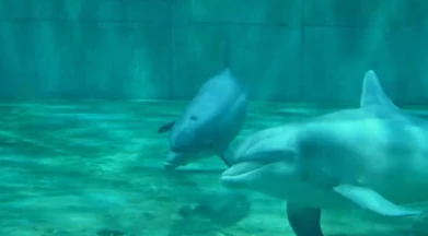 Apollo Photos | SeaWorld Orlando Dolphins Wiki | Fandom