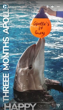 Apollo Photos | SeaWorld Orlando Dolphins Wiki | Fandom