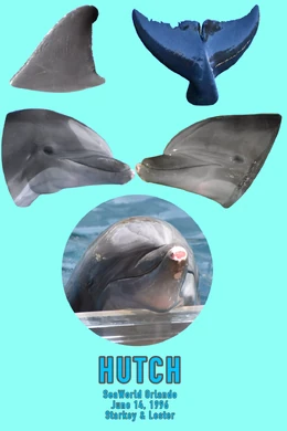 ID cards | SeaWorld Orlando Dolphins Wiki | Fandom