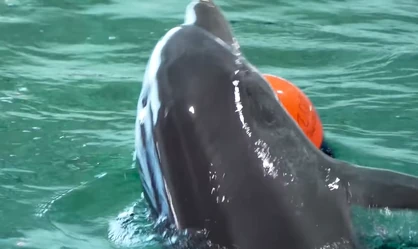 Apollo Photos | SeaWorld Orlando Dolphins Wiki | Fandom