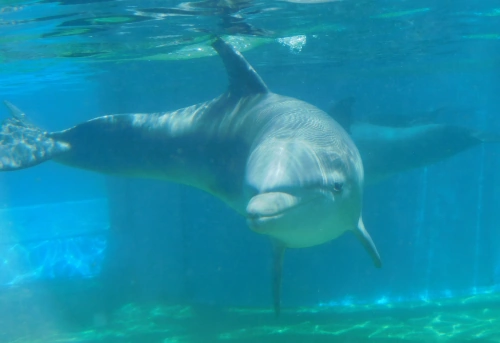 Vortex | SeaWorld Orlando Dolphins Wiki | Fandom