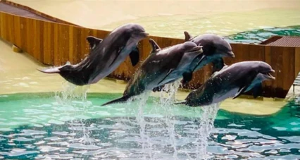 Tiger Photos | SeaWorld Orlando Dolphins Wiki | Fandom