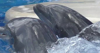 Bubba Photos | SeaWorld Orlando Dolphins Wiki | Fandom