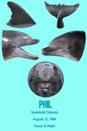 Phil | SeaWorld Orlando Dolphins Wiki | Fandom