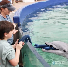 Archer Photos | SeaWorld Orlando Dolphins Wiki | Fandom