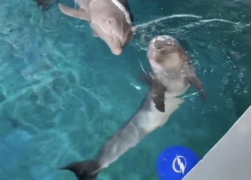 Apollo Photos | SeaWorld Orlando Dolphins Wiki | Fandom