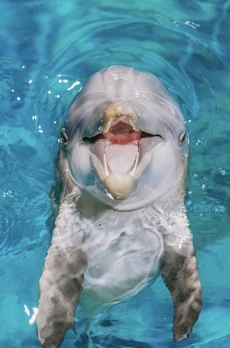 Apollo Photos | SeaWorld Orlando Dolphins Wiki | Fandom