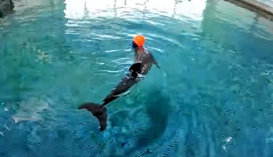 Apollo Photos | SeaWorld Orlando Dolphins Wiki | Fandom