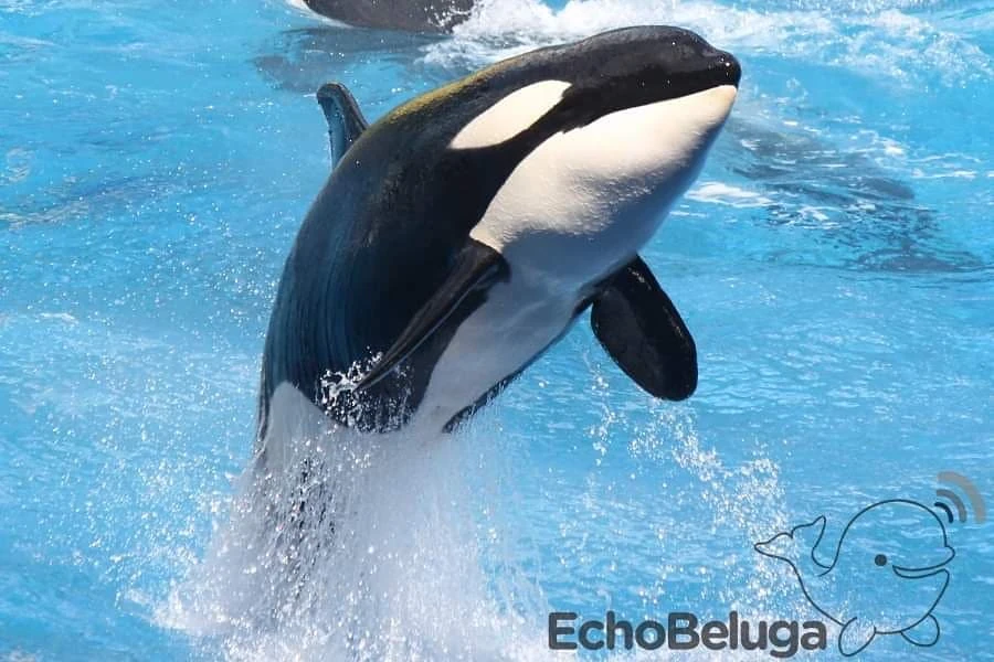 Malia | SeaWorld Orlando Wiki | Fandom