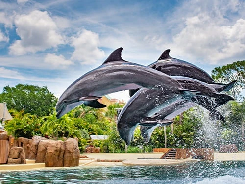 Dolphin Adventures | SeaWorld Orlando Wiki | Fandom