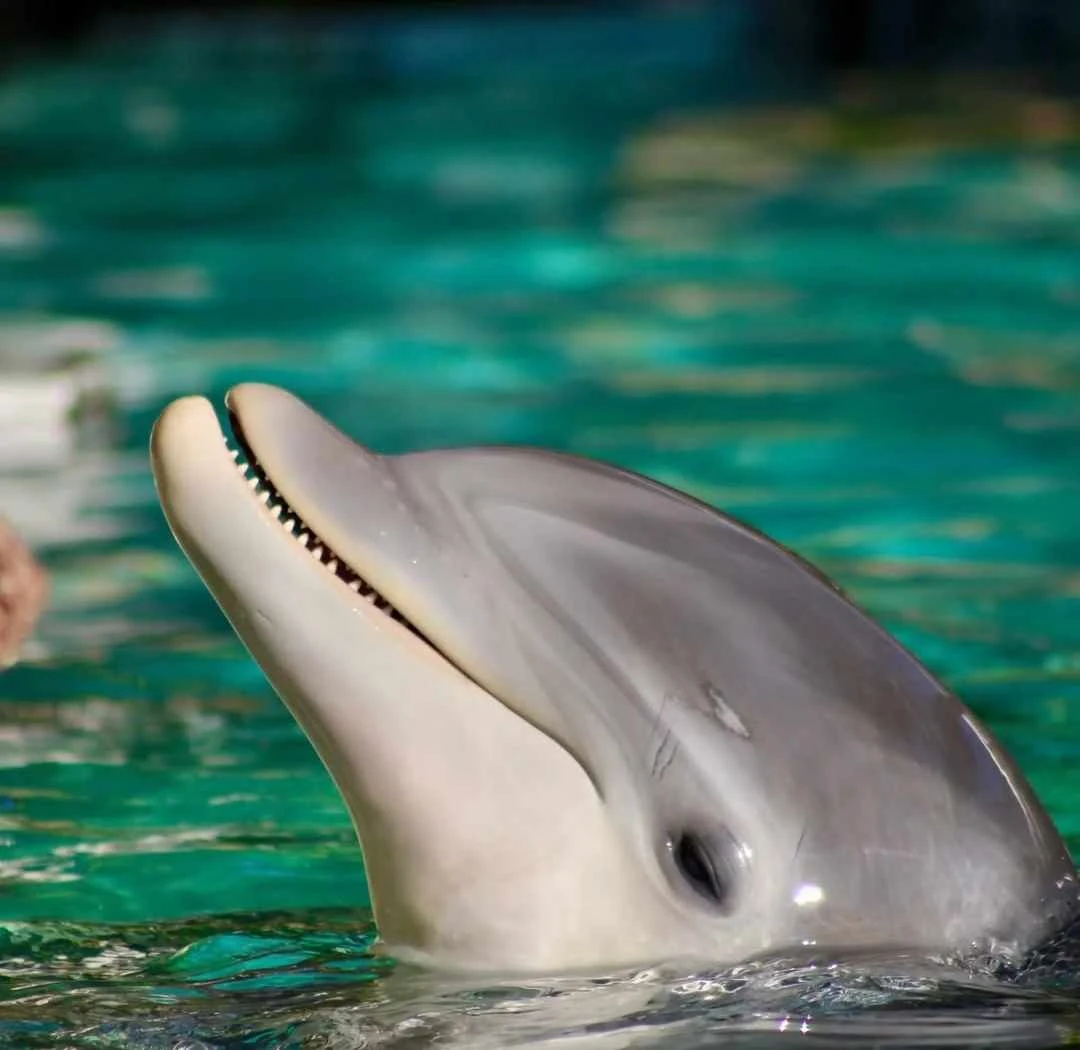 Vortex | SeaWorld Orlando Wiki | Fandom