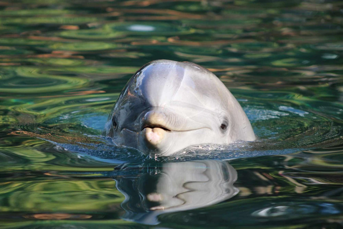 Griffith | SeaWorld Orlando Wiki | Fandom