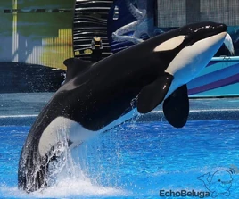 Makaio | SeaWorld Orlando Wiki | Fandom