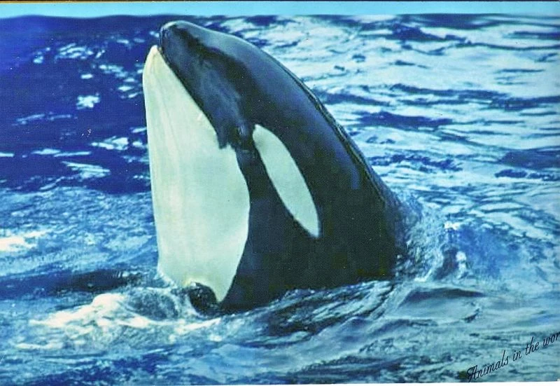 Kalina | SeaWorld Orlando Wiki | Fandom