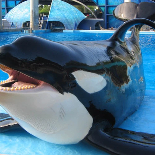 Seaworld Shamu
