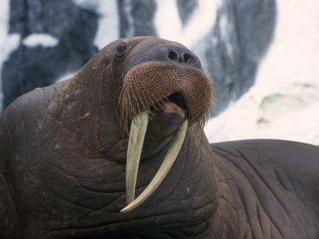 Walrus | SeaWorld Wiki | Fandom