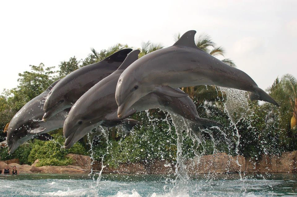 Dolphins | SeaWorld Wiki | Fandom