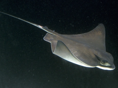 Stingrays | SeaWorld Wiki | Fandom