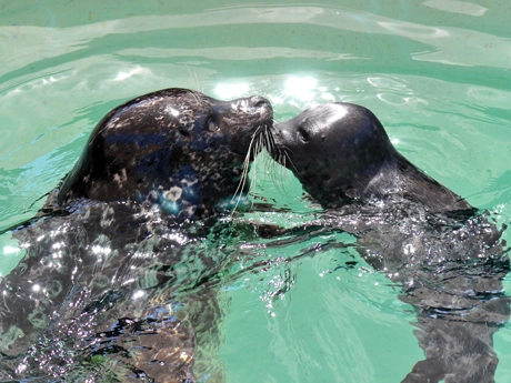 Harbor Seals | SeaWorld Wiki | Fandom