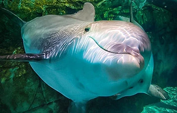 Category:Dolphins | SeaWorld Wikia | Fandom