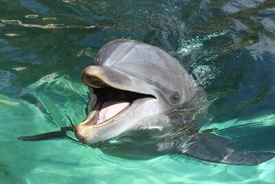 Tiger | SeaWorld Wikia | Fandom