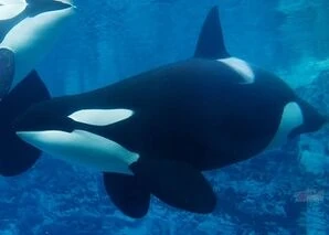 Taima | SeaWorld Wikia | Fandom