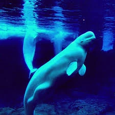 Allua | SeaWorld Wikia | Fandom