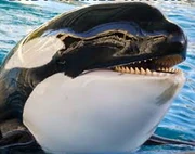 Takara | SeaWorld Wikia | Fandom