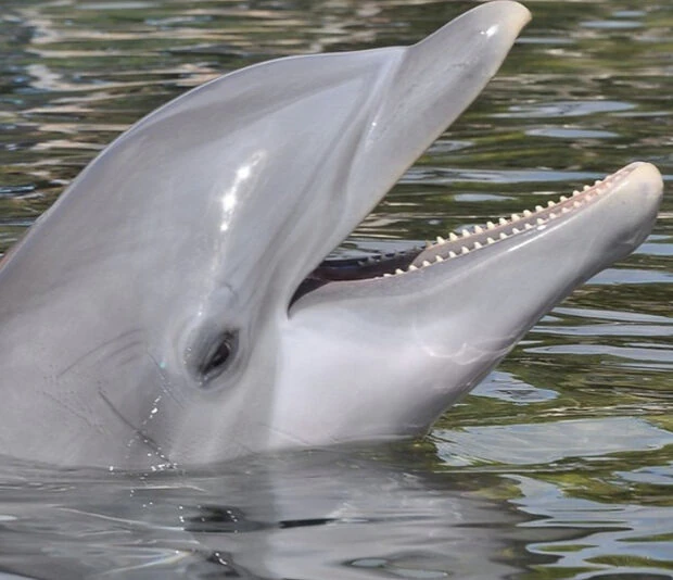 Roxy (SeaWorld Cleveland 1998) | SeaWorld Wikia | Fandom