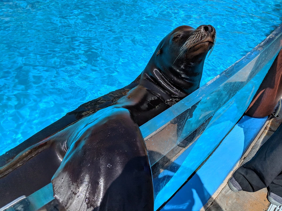 Ozzy | SeaWorld Wikia | Fandom