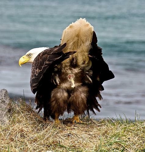 A Main Character | Sebass87 Wiki | Fandom