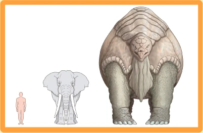 Toraton | The SE Community Wiki | Fandom