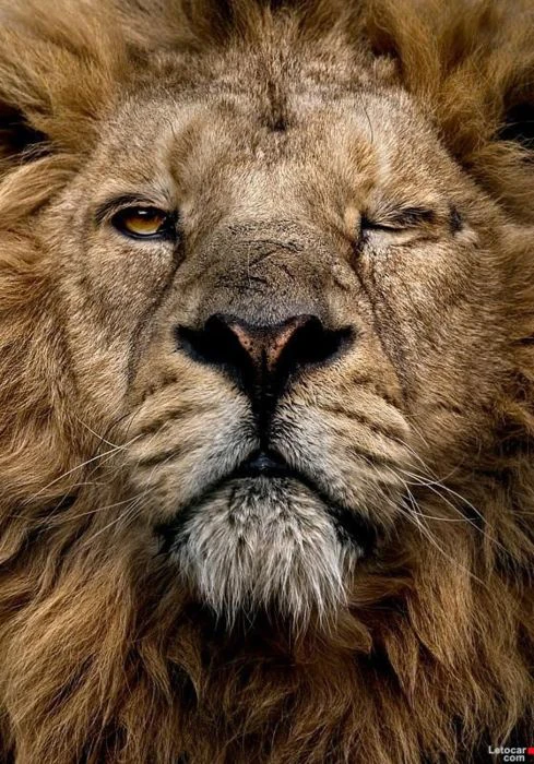 Aradon | Second Dawn Wiki | Fandom