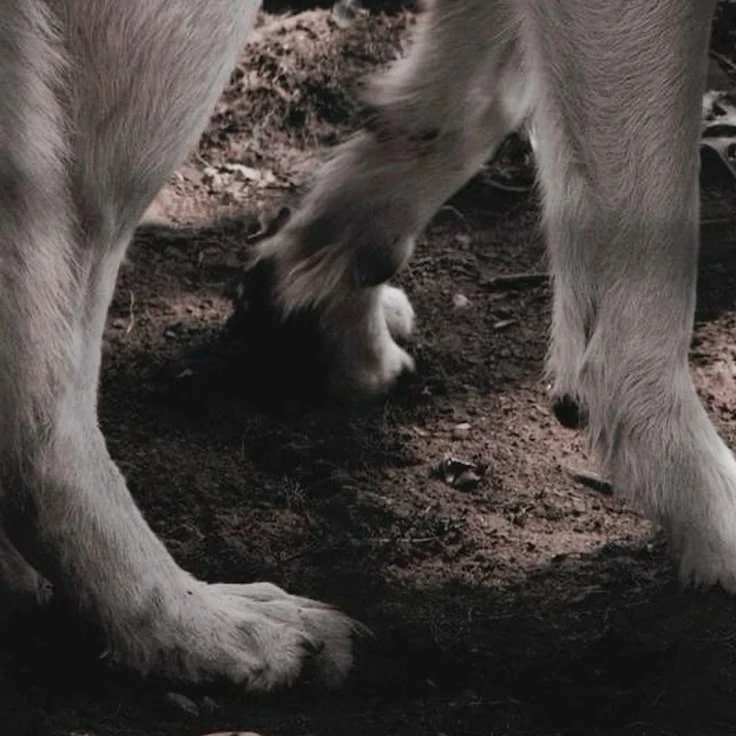 Werewolf | Secret Seekers Wiki | Fandom