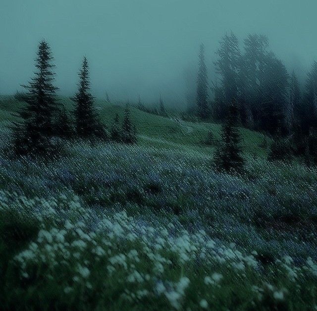 Graycott Forest Secret Seekers Wiki Fandom