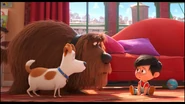 Liam/Gallery | The Secret Life of Pets Wiki | Fandom