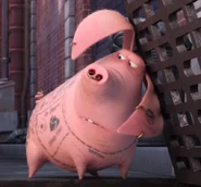 The Flushed Pets/Gallery | The Secret Life of Pets Wiki | Fandom