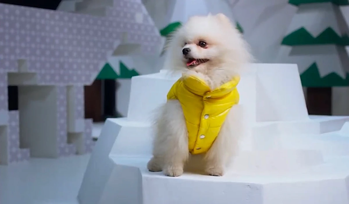 User blog:1222brown/Artwork Of December 2019 | The Secret Life of Pets ...