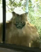 Fiskerton Phantom (Gorilla-Cat) | The Secret Saturdays Wiki | Fandom