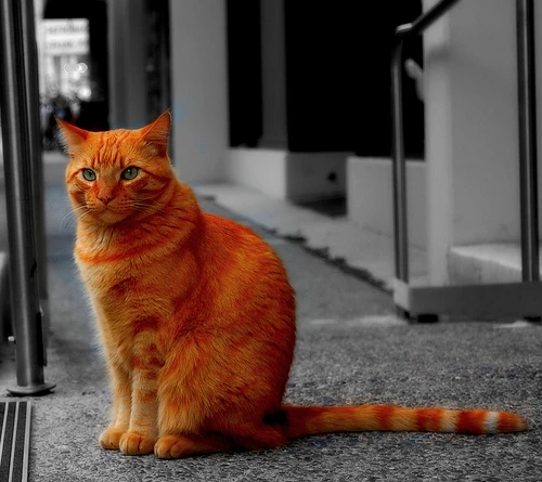 Firelight | Secrets of the Clans Wiki | Fandom