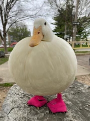 Wrinkle the Duck | Seducktive Wiki | Fandom