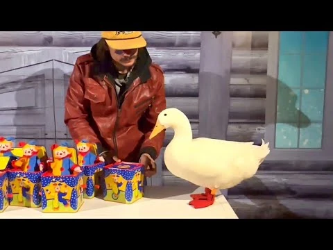 Duck & Human Compilation (i take my duck everywhere 1) | Seducktive ...