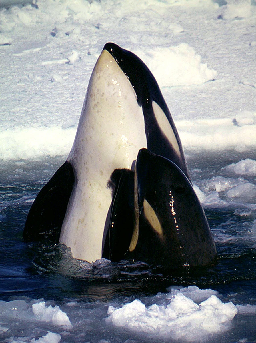 Orca | Seekers Wiki | Fandom