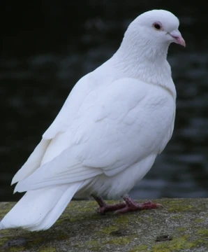 single white dove