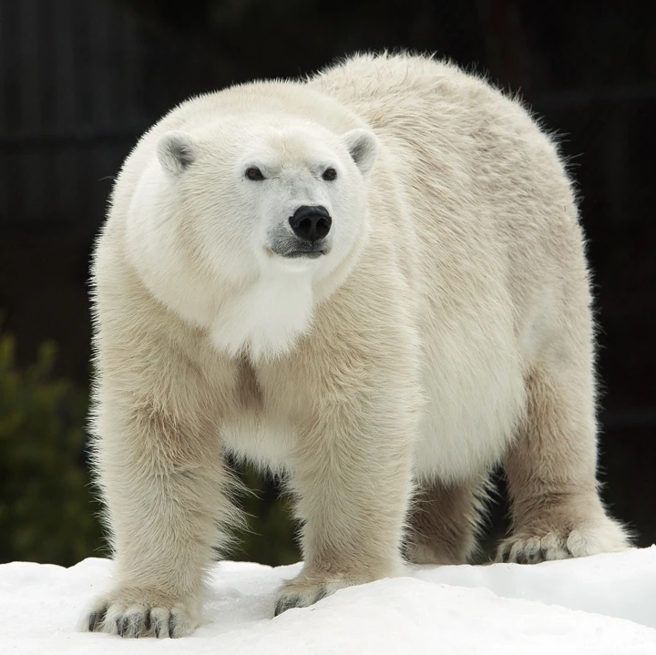 Characters: Partners Series | Seekers Share Wiki | Fandom