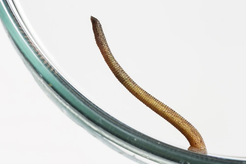 Malagabdella fallax | Segmented Worms Wiki | Fandom