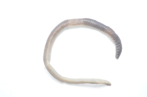 Black-headed Worm (Aporrectodea longa) | Segmented Worms Wiki | Fandom