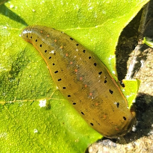 Ozark Highlands Leech (Macrobdella diplotertia) | Segmented Worms Wiki ...