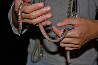 Giant Earthworms (Family Megascolecidae) | Segmented Worms Wiki | Fandom